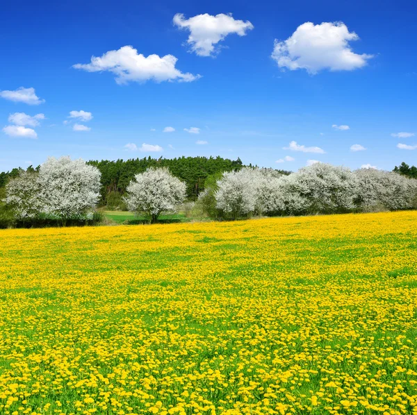 10,000,000+ imágenes de Paisajes de primavera libres de derechos ...