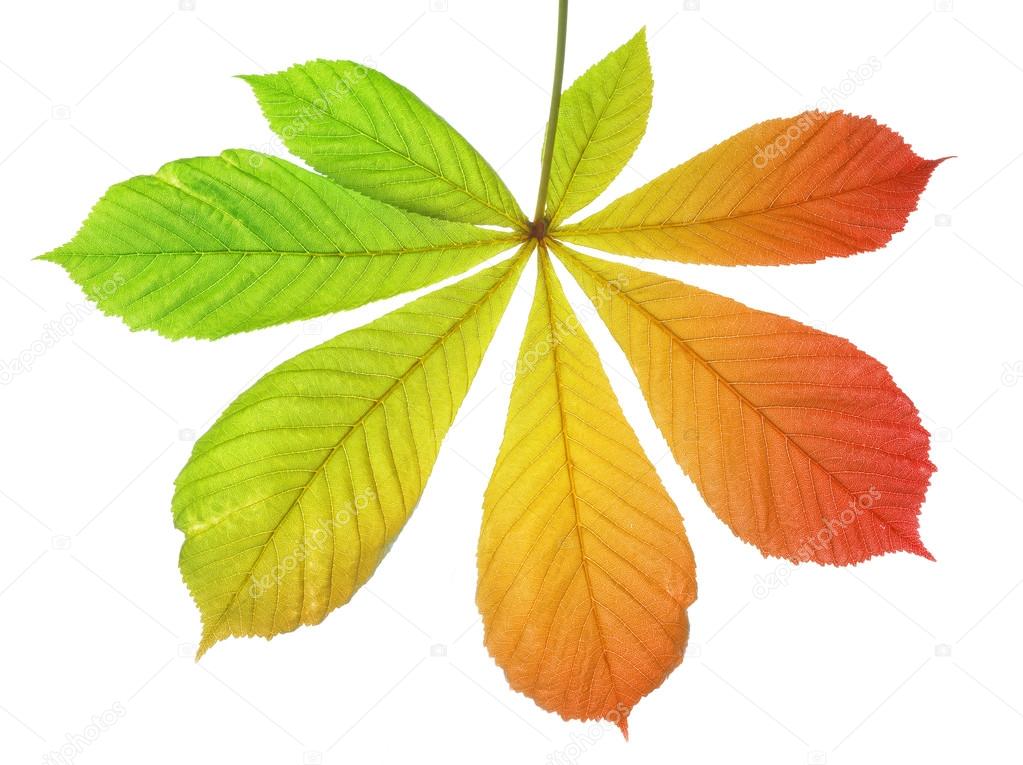 Autumn leaves of chestnut tree Stock Photo by ©vencav 81111134