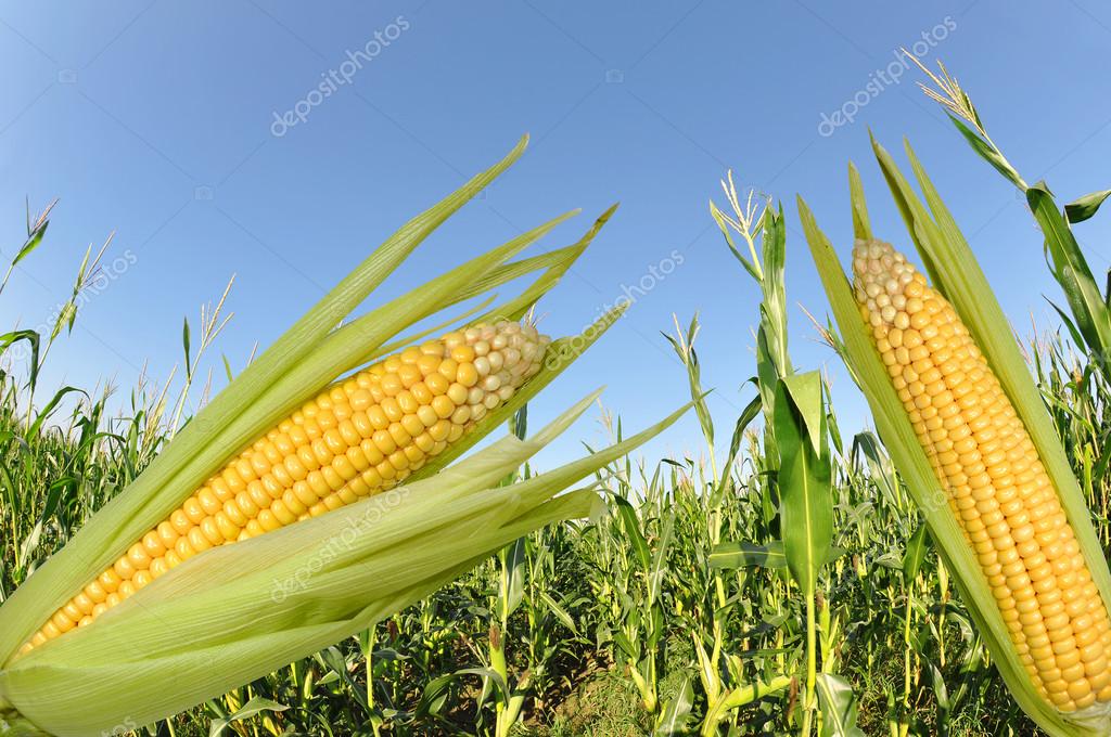 Corn field Stock Photo by ©vencav 83874872