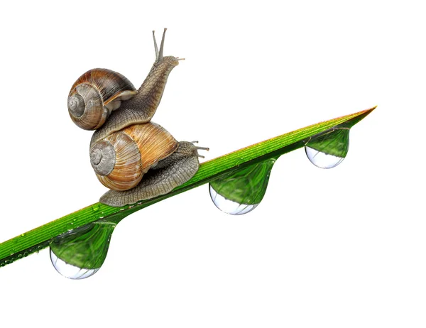 Plan escargot images libres de droit, photos de Plan escargot ...