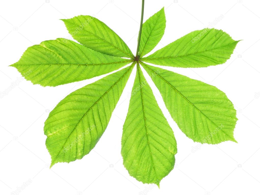 Green leaf of chestnut tree Stock Photo by ©vencav 95320244