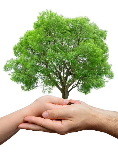 Child and male hands holding a tree — Stock Photo © vencav #91512496