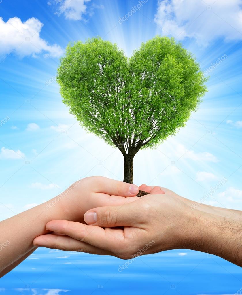 Hands holding a tree in the shape of heart — Stock Photo © vencav #97029026