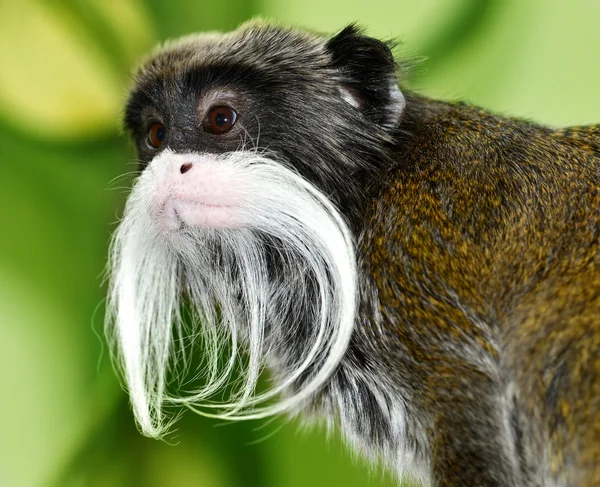 Emperor Tamarin Monkey Funny