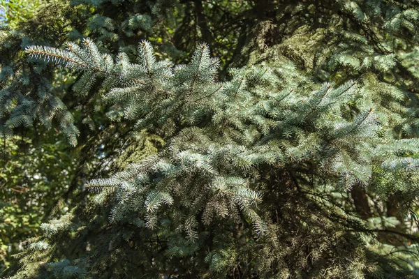 Pohon cedar atlas biru Stock Photos, Royalty Free Pohon cedar atlas ...