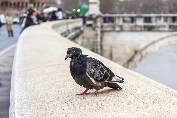 Rome, Italy, on February 21, 2010. A view of embankments of Tiber and ...