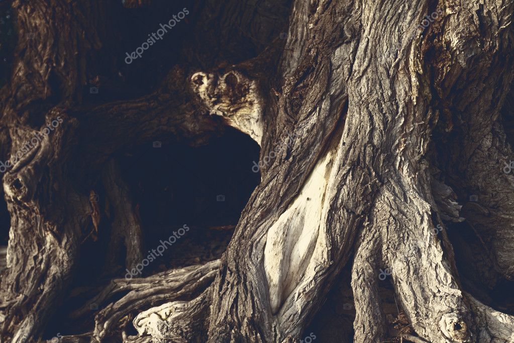 Photo Tree Branched Root Forest — Stock Photo © Adrx #109280960