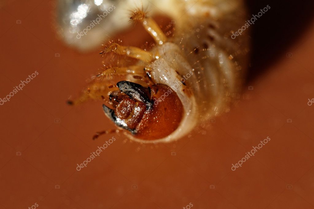 May beetle larvae - Melolontha melolontha — Stock Photo © Adrx #52176743