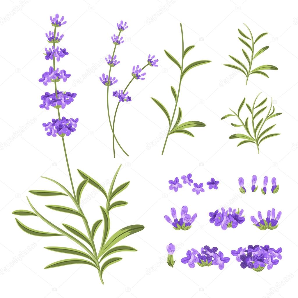 Flores de lavanda vector elementos. Constructor de ilustraciones para ...