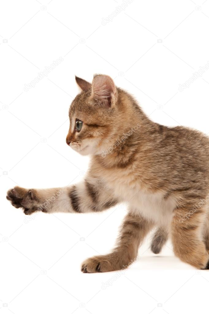 Picture of playful kitten — Stock Photo © Baton72 #64764955