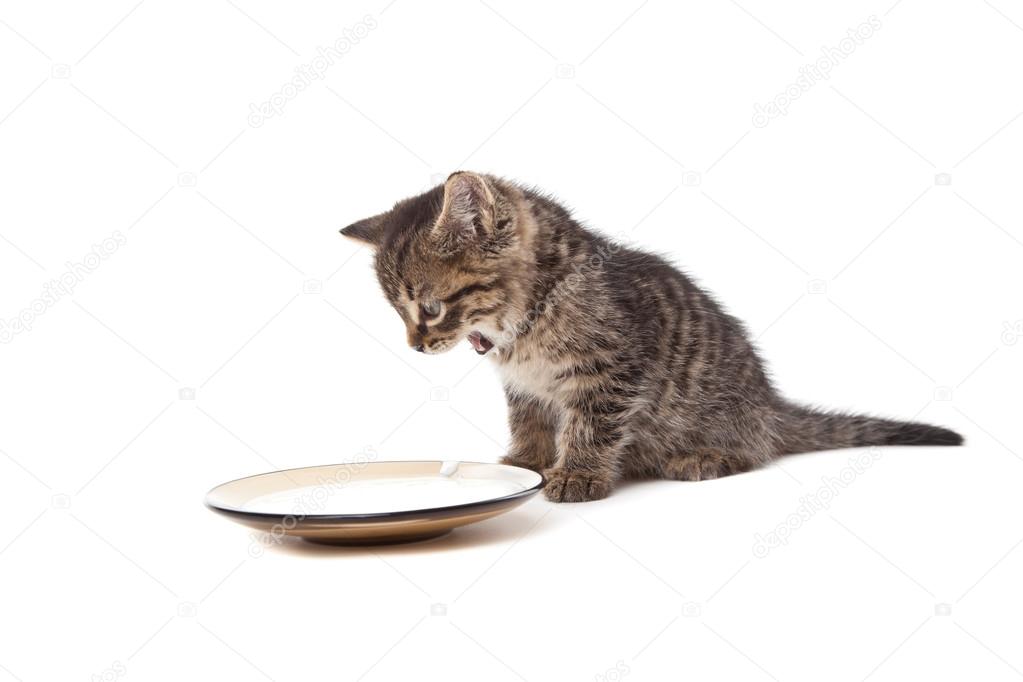 Lindo gatito gritando en plato de leche 2023