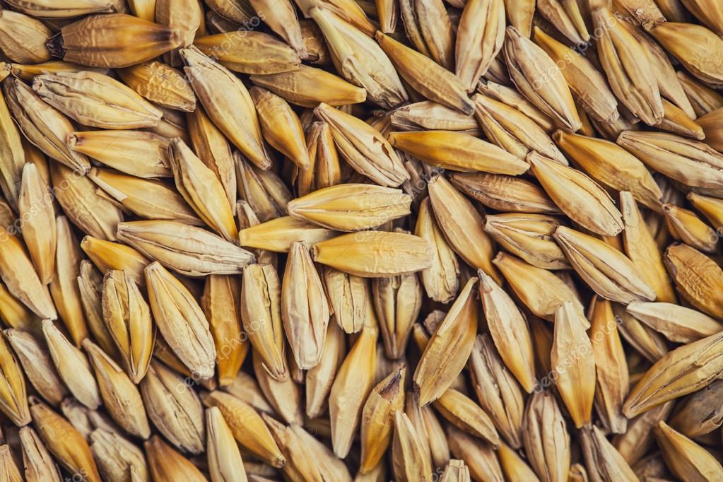 Fondo de grano de cebada desde la parte superior de cerca — Foto de ...
