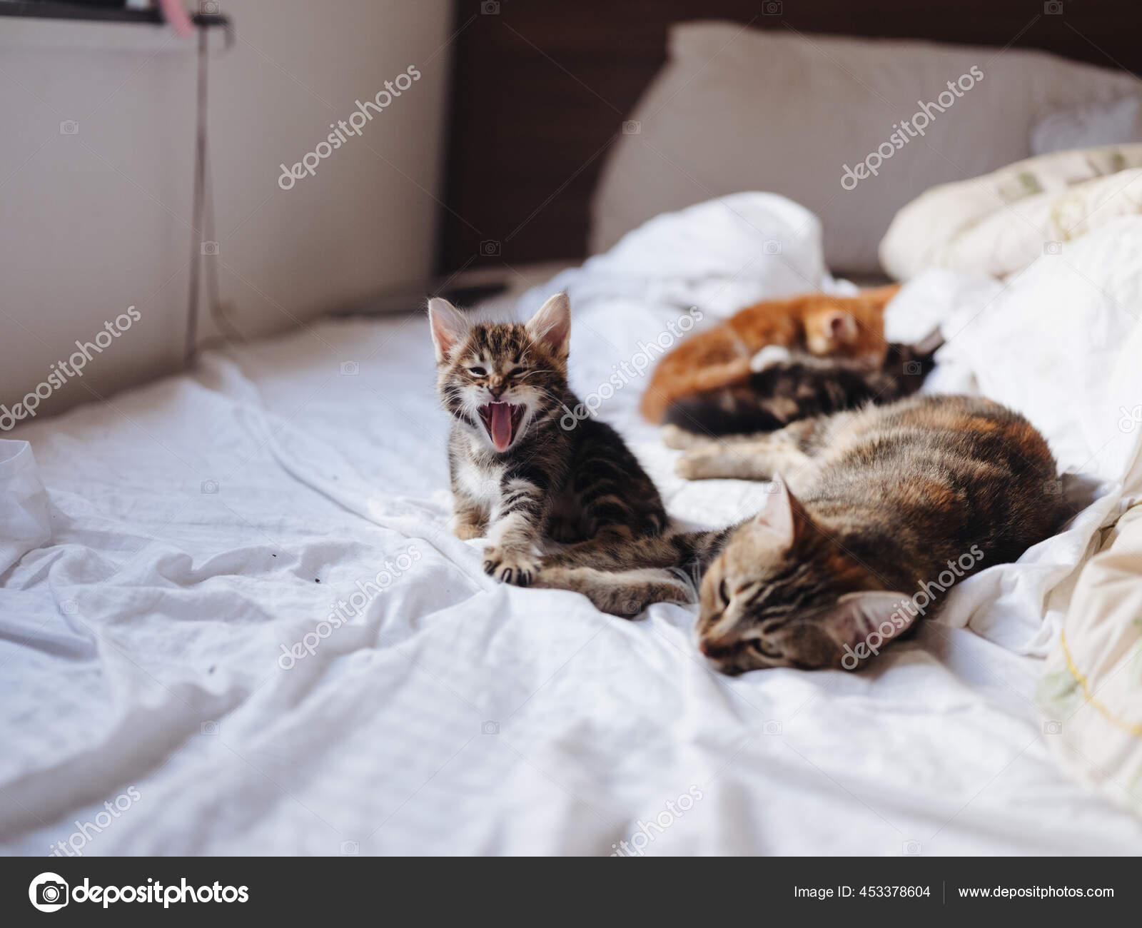 Kittens with a cat lie indoors on the bed — Stock Photo © ShotStudio ...