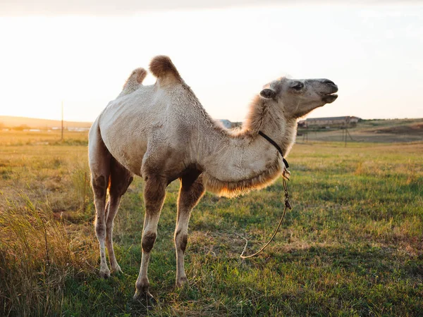 Sitting pose camel Stock Photos, Royalty Free Sitting pose camel Images ...