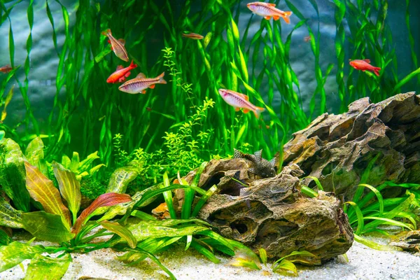 Freshwater Tropical Fish Tank