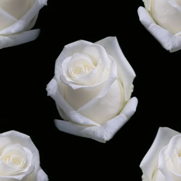 Natural White Rose Flowers Photos | Best Flower Site