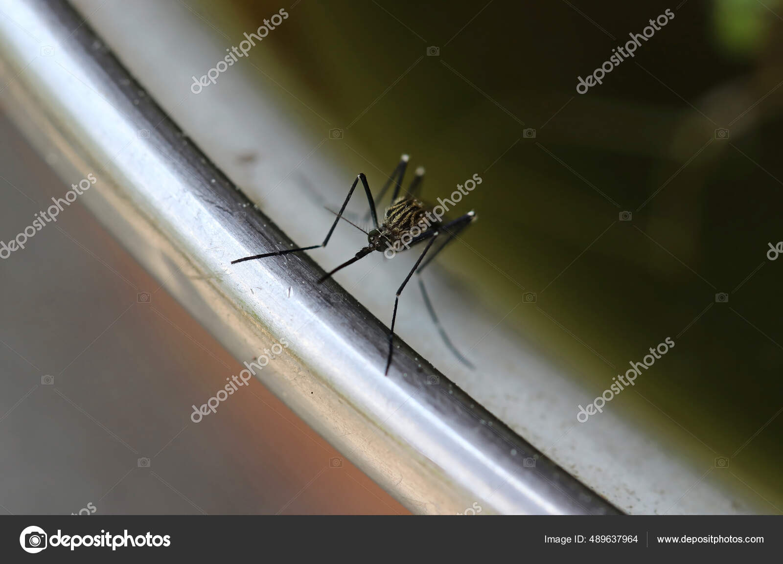 Close Asian Bush Mosquito Aedes Japonicus Front Biting Proboscis ...