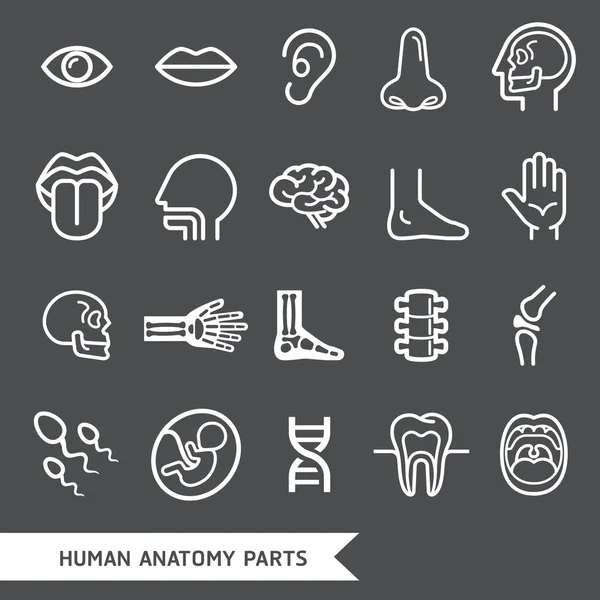 Human Body Organs Human Body Medical Human Anatomy Body System