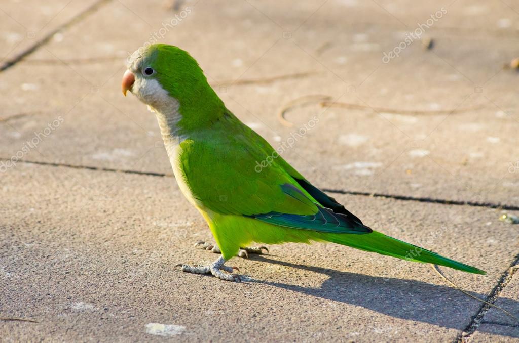 Green parrots in Barcelona, Spain — Stock Photo © ccat82 #113946666