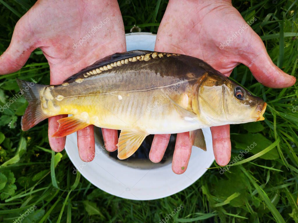 A man holding a small mirror carp. Little fish in the hands of a ...