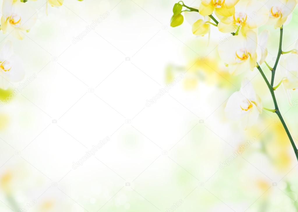 Delicate flower background of yellow orchids — Stock Photo © MyraLypa ... Delicate flower background of yellow orchids — Stock Photo © MyraLypa ...