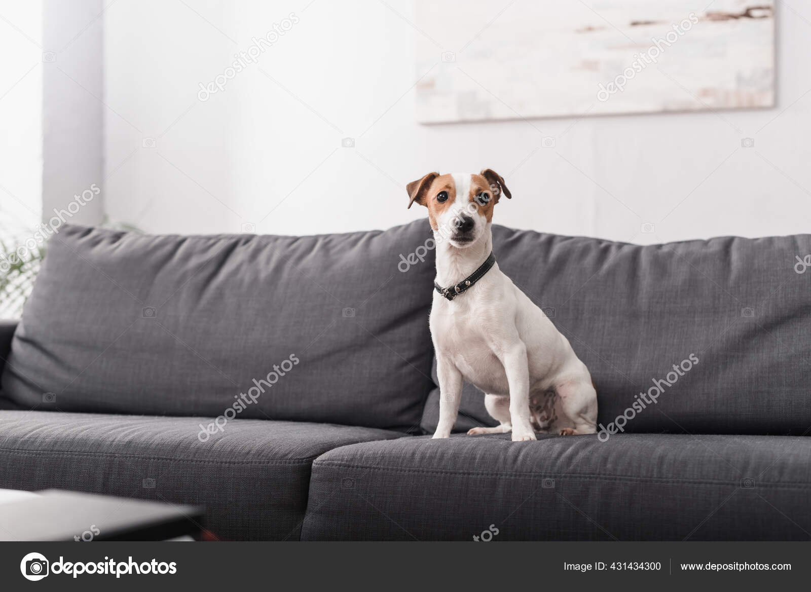 Jack Russell Terrier Sitting Grey Couch Modern Living Room — Stock ...