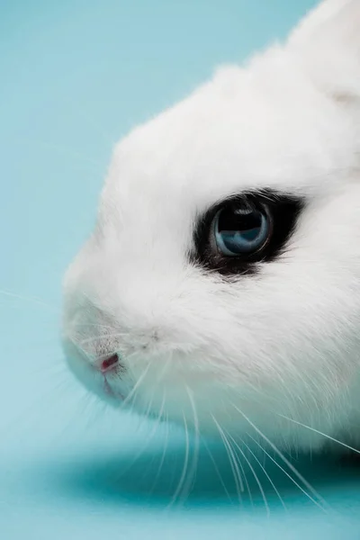 ᐈ White rabbits stock images, Royalty Free white rabbit pictures ...