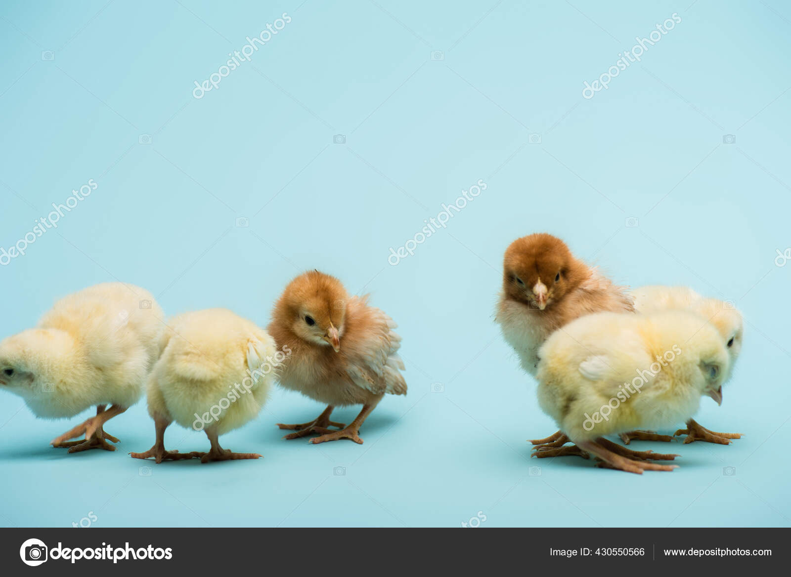 Cute Small Fluffy Chicks Blue Background — Stock Photo © VitalikRadko ...
