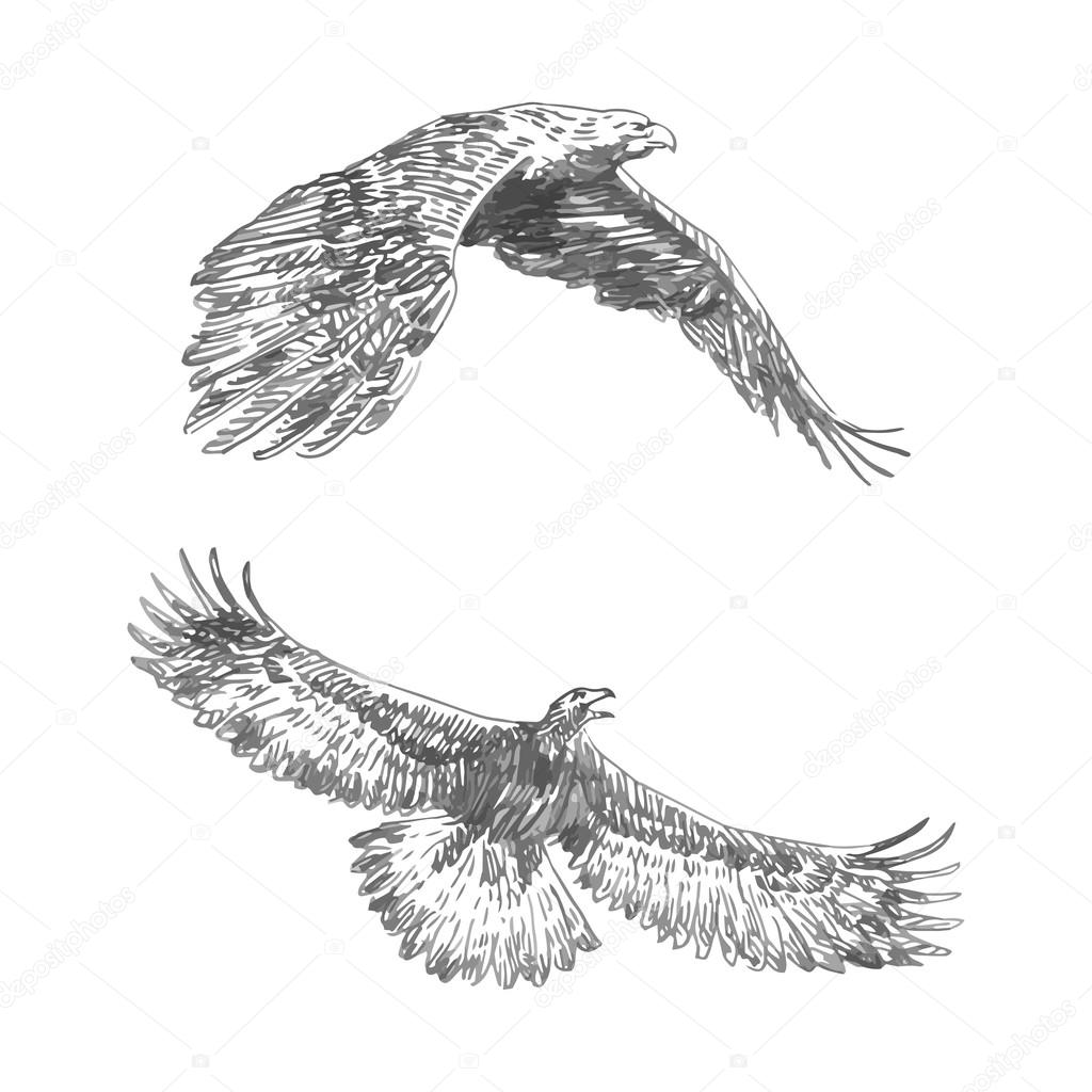 Eagle Flying Pencil Drawing