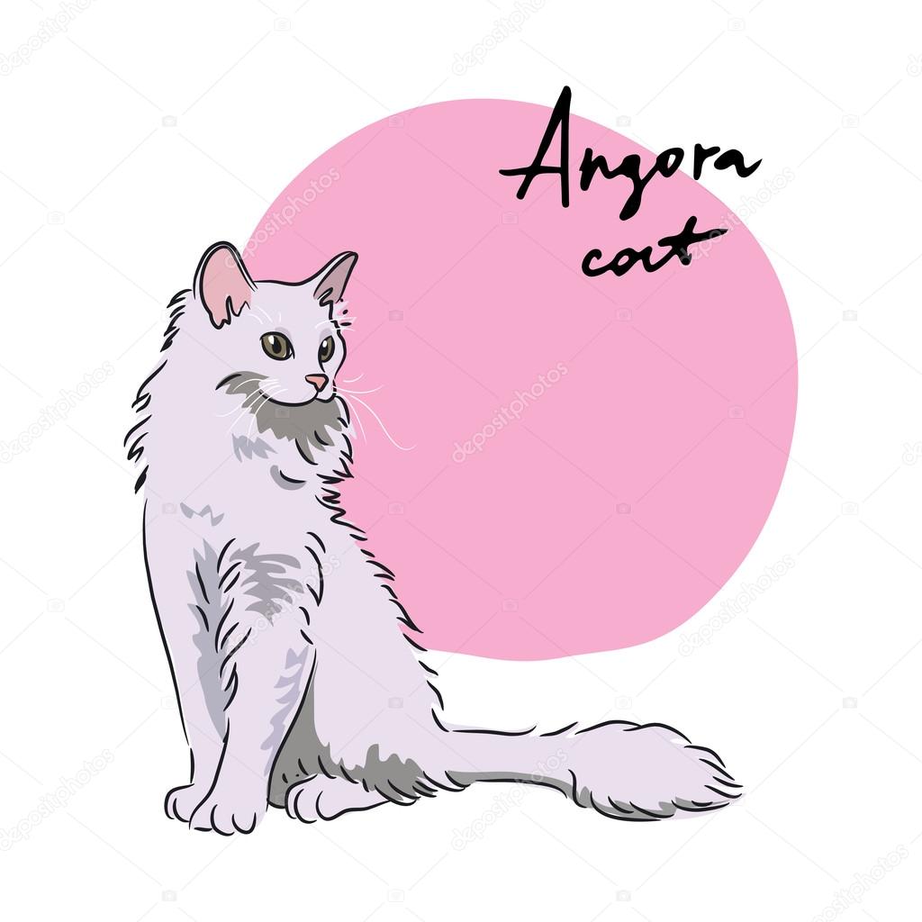 Angora cat Stock Vector by ©lookus 64063245