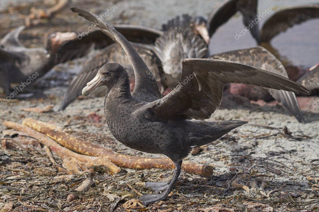 Grupo mixto de Petrel Gigante del Sur (Macronectes giganteus), Petrel ...