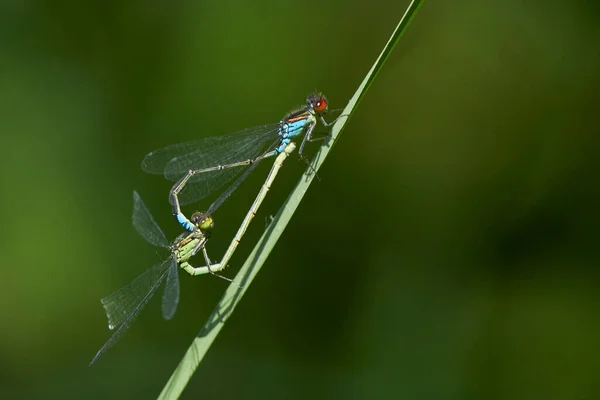 Damselfly mating Stock Photos, Royalty Free Damselfly mating Images ...
