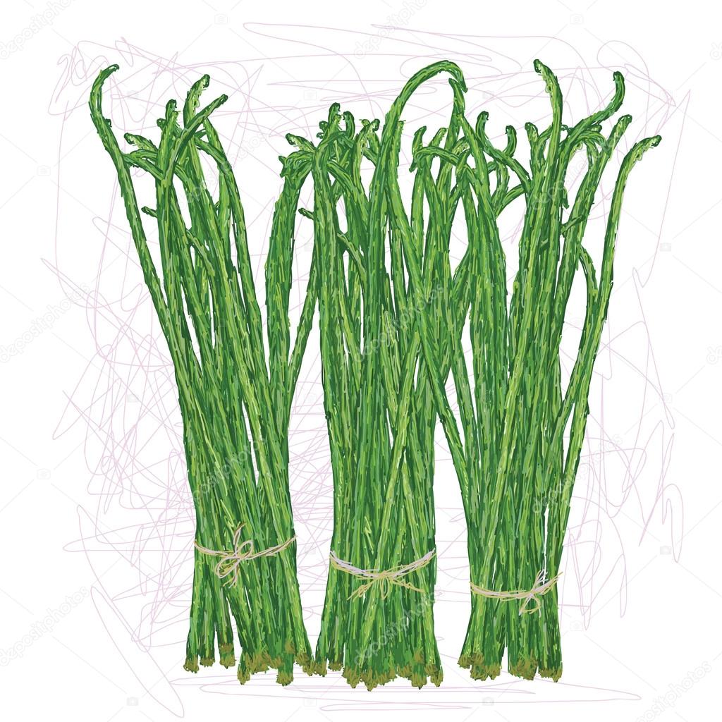 String Beans Cartoon