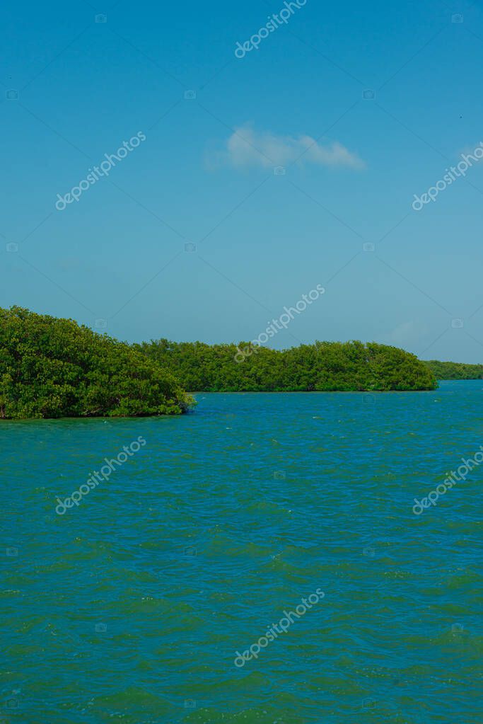 Zona de manglares en el muelle de Tajamar, Cancún, México 2022