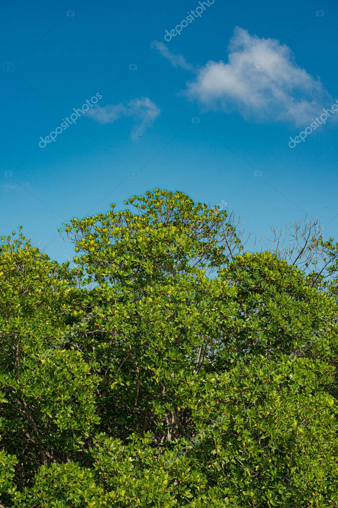 Zona de manglares en el muelle de Tajamar, Cancún, México 2022