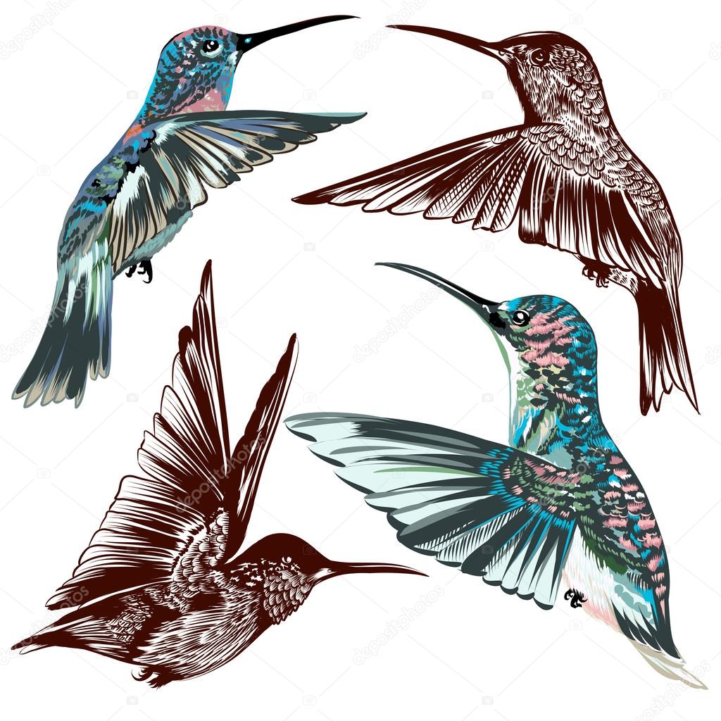 Colección de colibríes dibujados a mano vectoriales Vector de Stock de ...