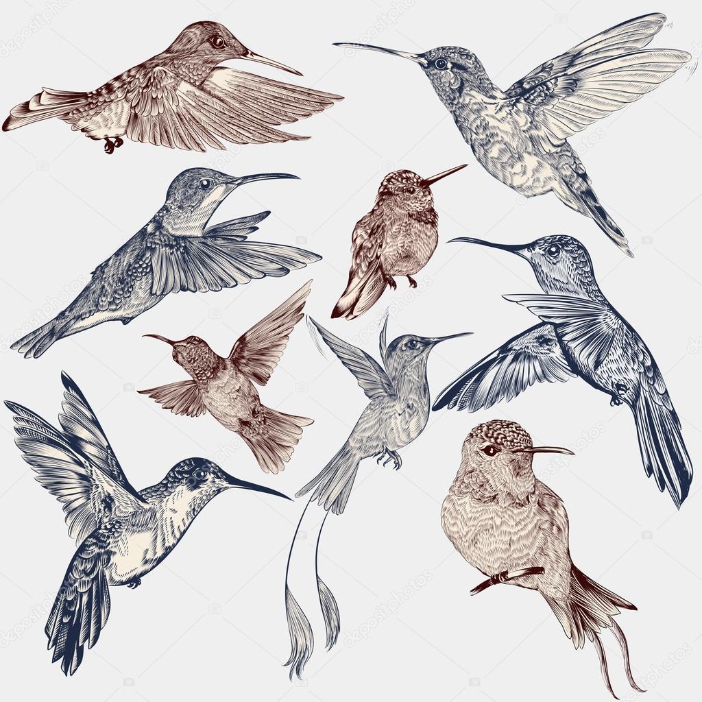 Conjunto vectorial de aves dibujadas a mano detalladas para el diseño 2023