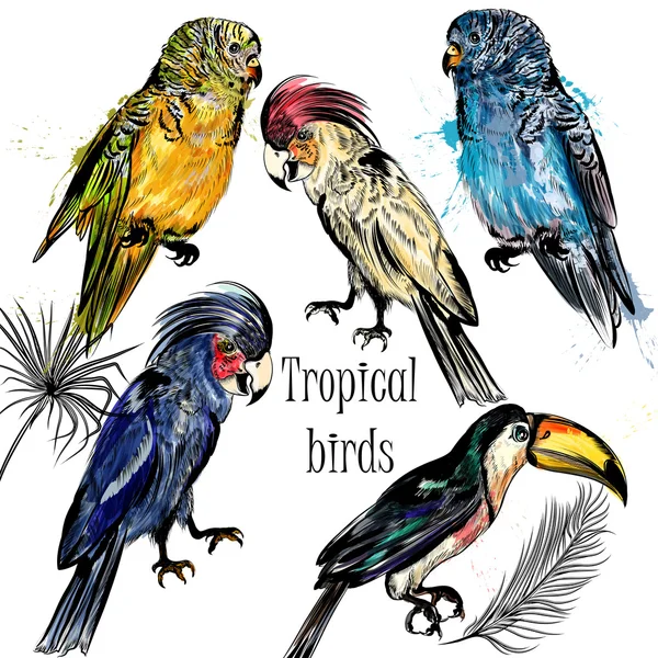 Aves creativas imágenes de stock de arte vectorial | Depositphotos
