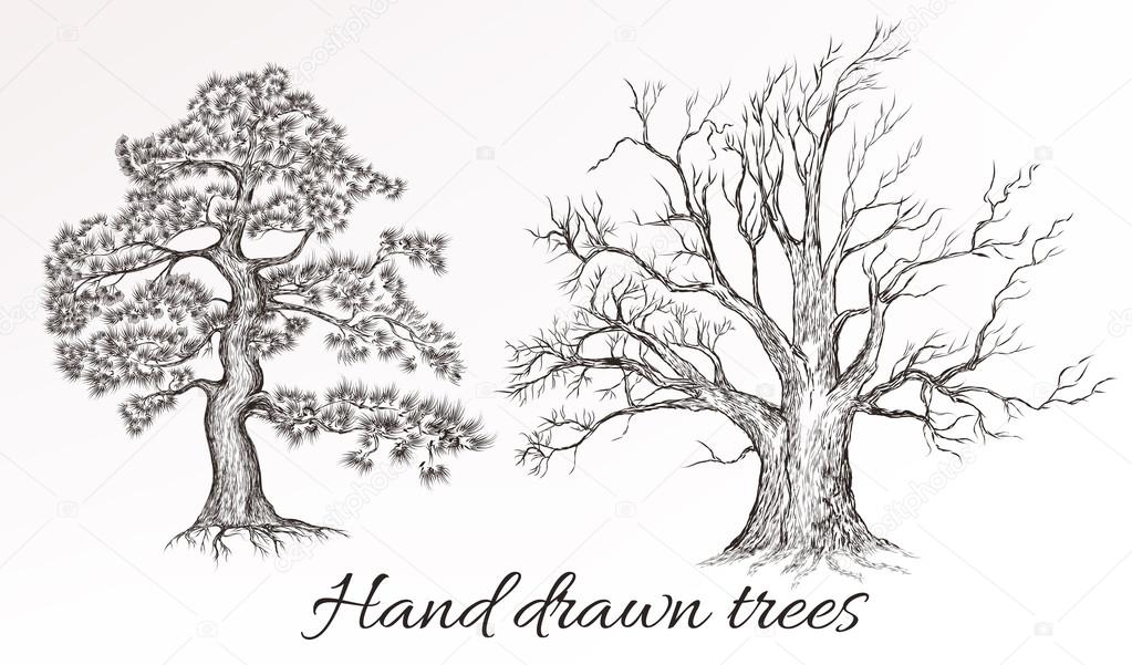 Vector hand drawn high detailed trees for design Stock Vector by ...