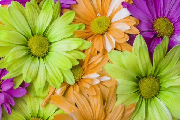 September flowers Stock Photos, Royalty Free September flowers Images ...
