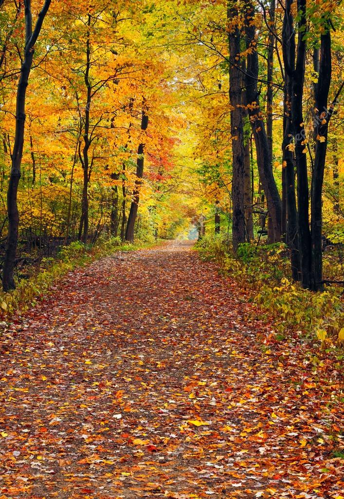 Walk in the Autumn Wood — Stock Photo © KennethKeifer #55936675