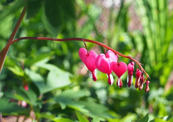 Tropical bleeding heart Stock Photos, Royalty Free Tropical bleeding ...