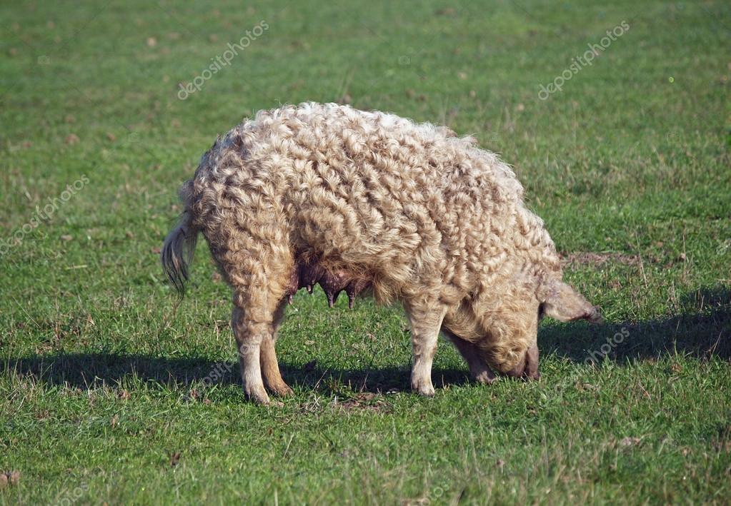 Curly pig of breed Mangalitsa grazes — Stock Photo © Goldika #86089238