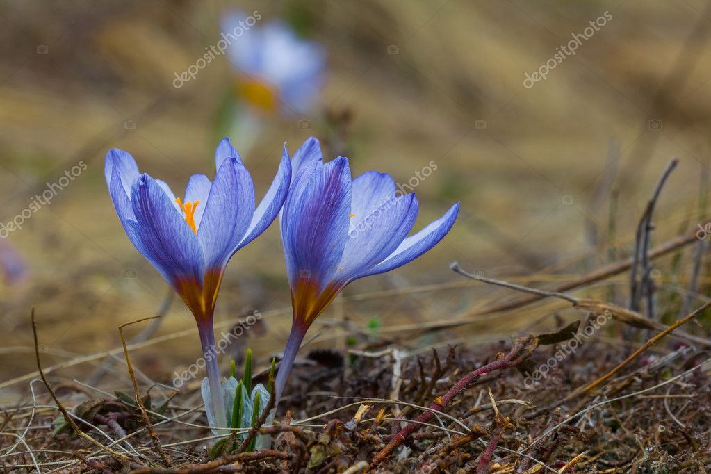 Spring crocus background Stock Photo by ©york_76 71412515