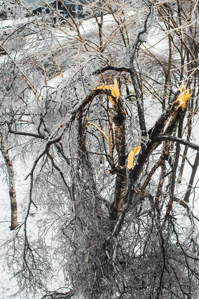 Broken and fallen tree branches after an ice storm. Trees covered with ...