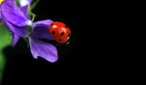 Ladybirds red Stock Photos, Royalty Free Ladybirds red Images ...