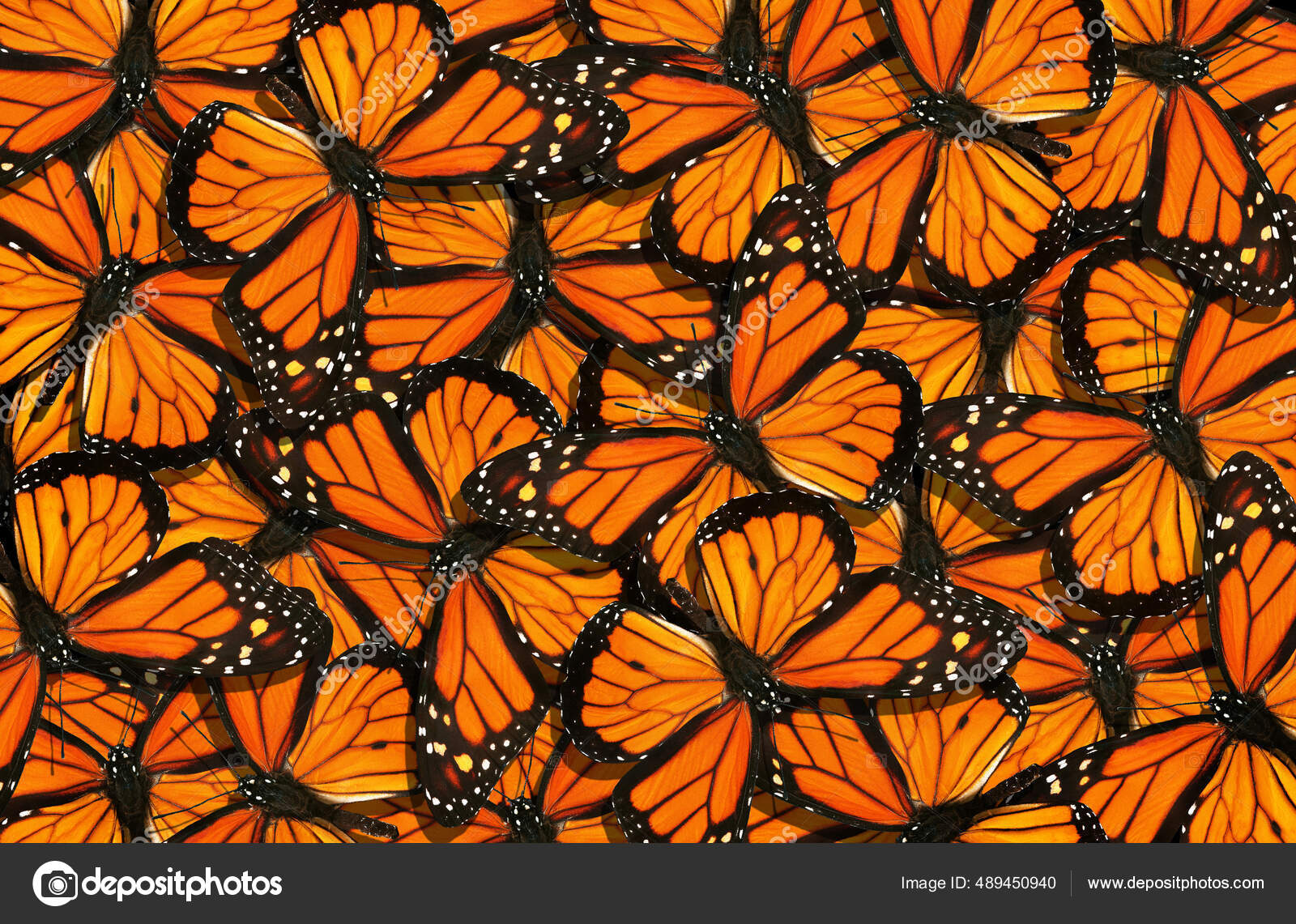 Monarch Butterfly Wallpaper