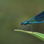 Blue dragonfly Stock Photo by ©JuliaSha 2453134