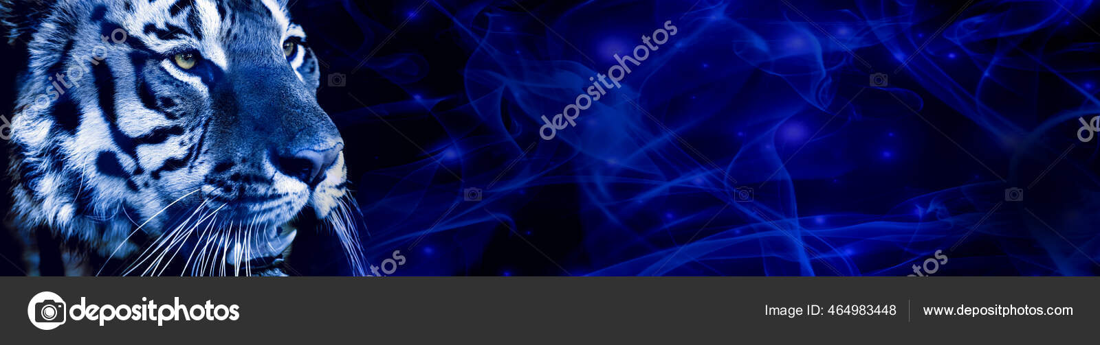 Wild Siberian Tiger Nature Closeup Horizontal Photo Blue Water Tiger ...