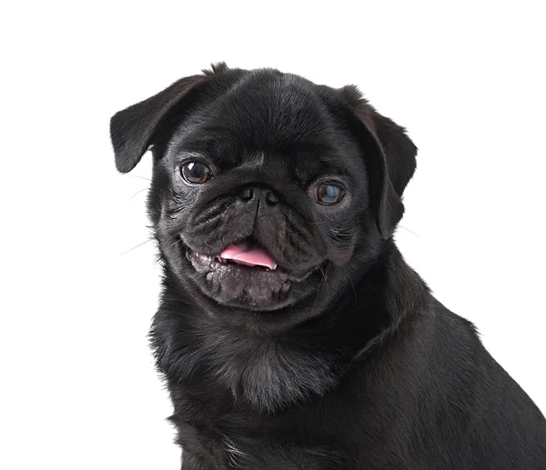 Black pug dog — Stock Photo © timolina #68966221